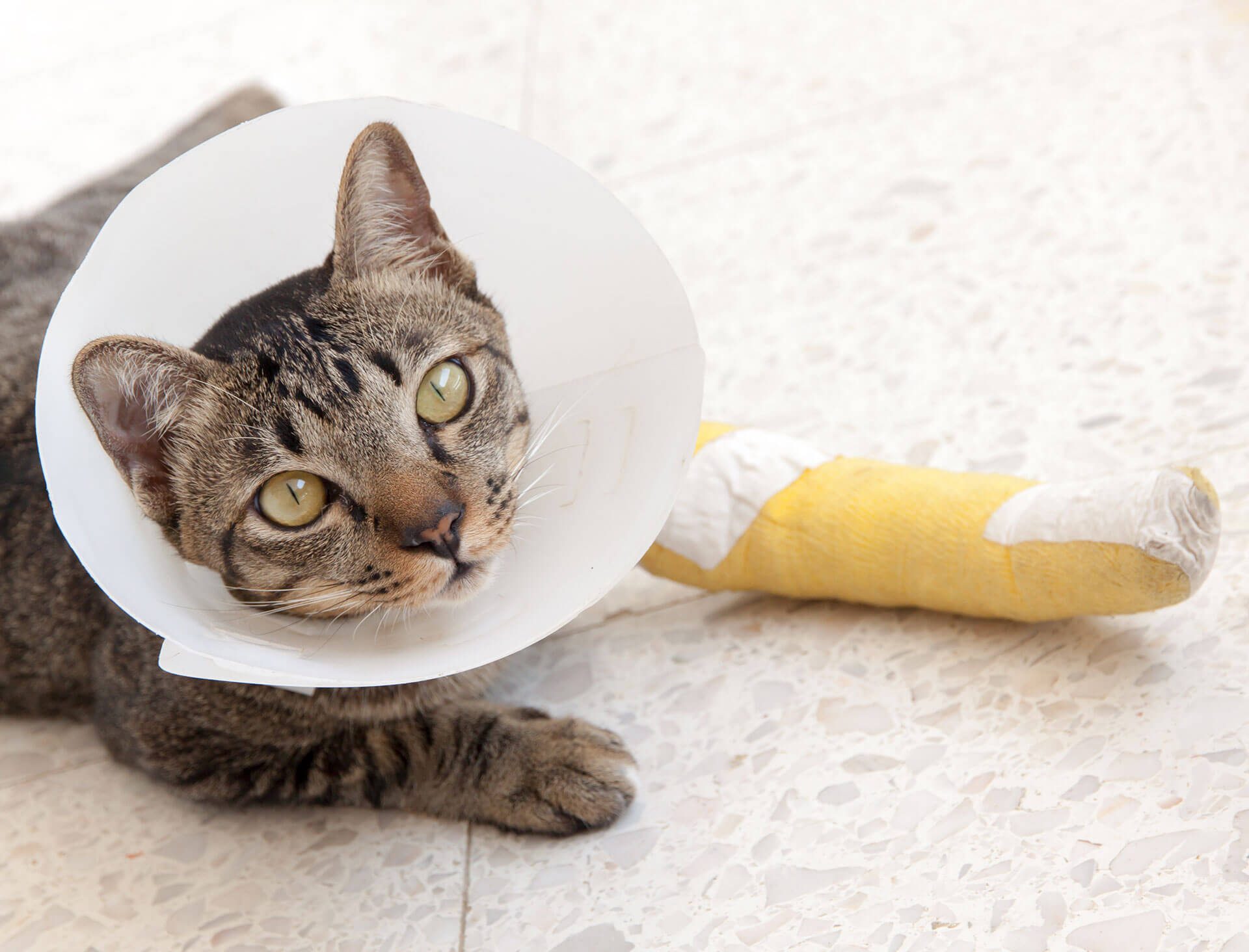 Dog and Cat Orthopedic Surgery in Homosassa, FL | Midway Animal Hospital